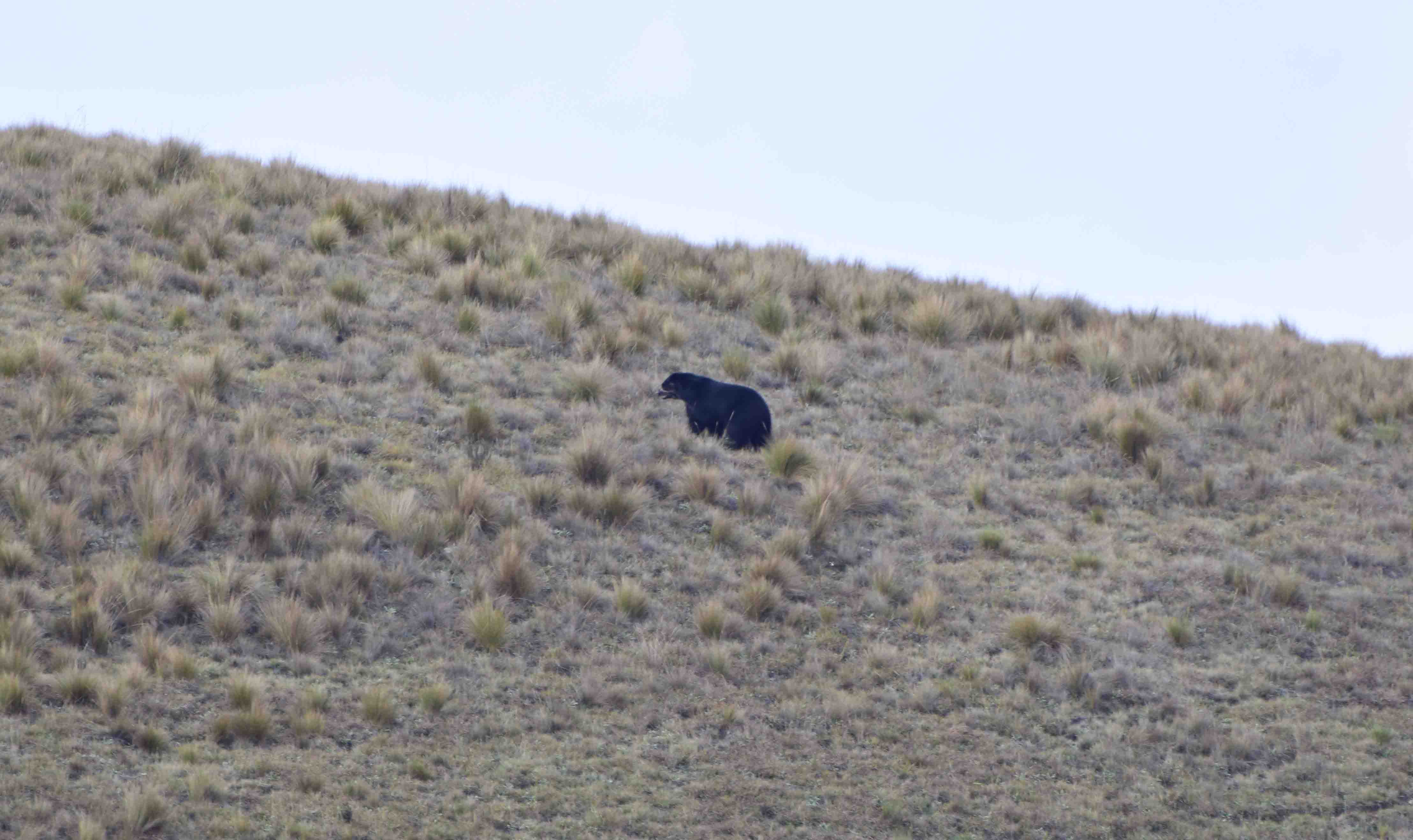 Puno: Especialistas monitorean al oso andino para conocer el estado de ...