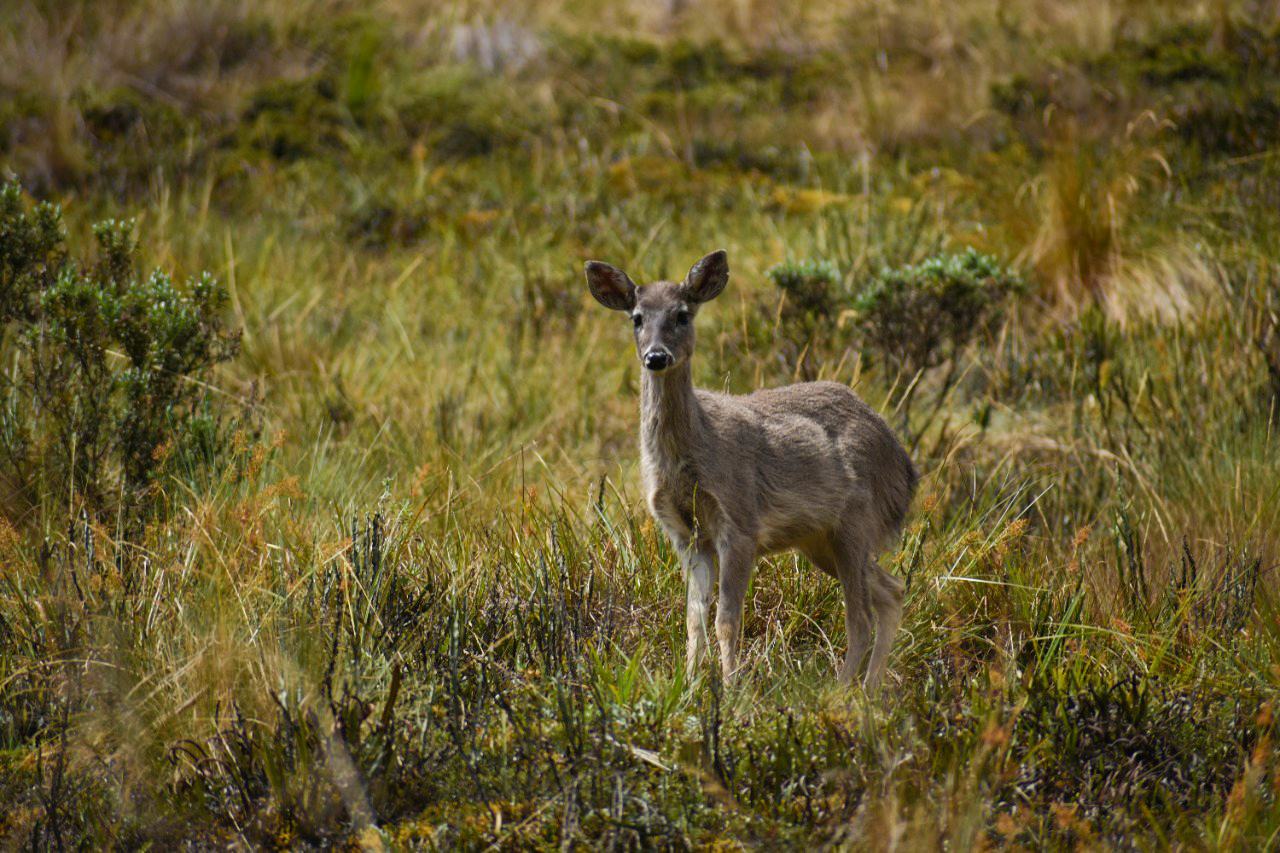 Puno: Refugio para el oso andino y otras especies gracias al buen ...