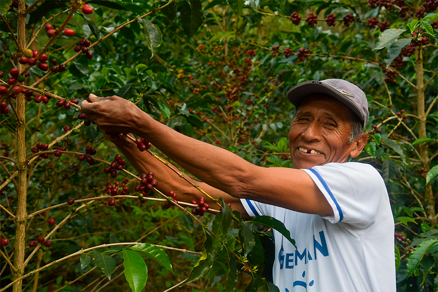 El viaje que hace a través del mundo el café de Sandia > WCS Peru