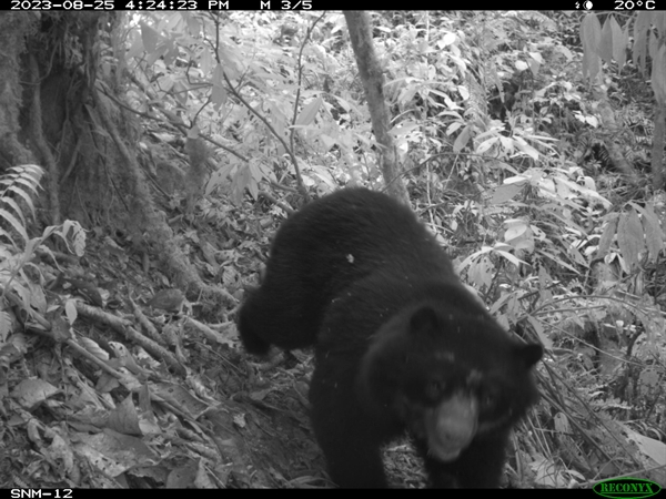 Sandia coffee farmers conserve forests and Andean bears through ...